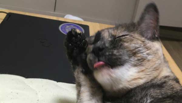 ワイのネッコの可愛さを自慢するスレ - りぷらい速報